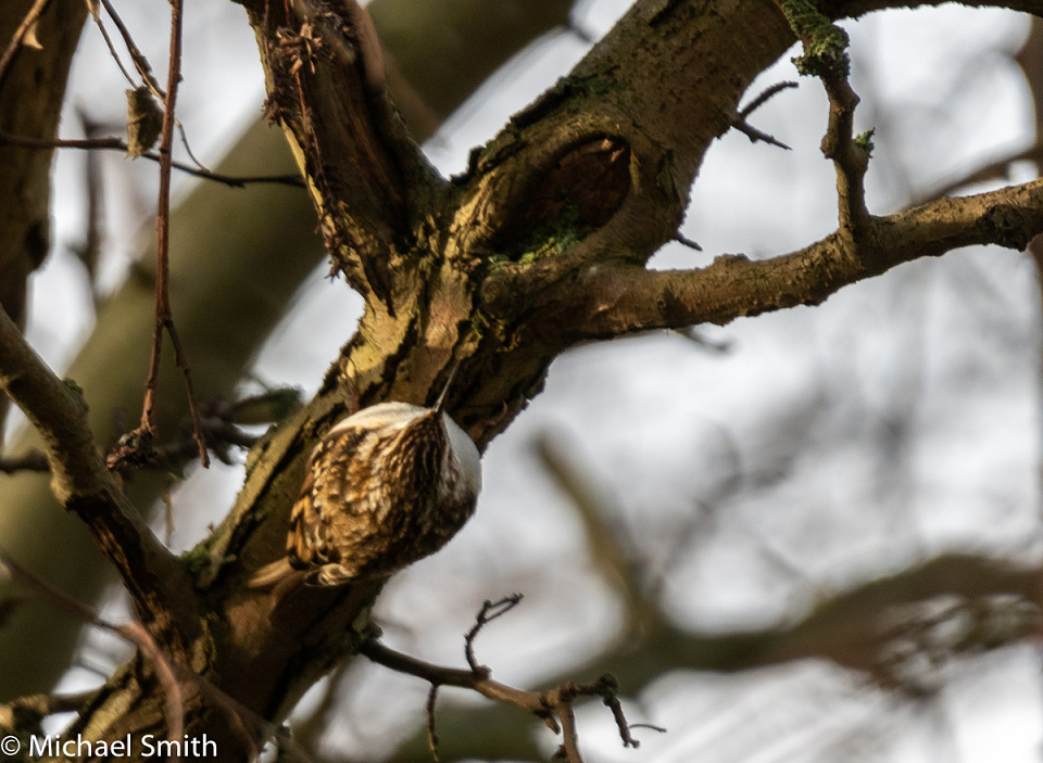 Tree Creeper | debsdad | Blipfoto