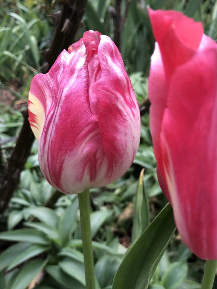 Flower Friday | 59 | Blipfoto