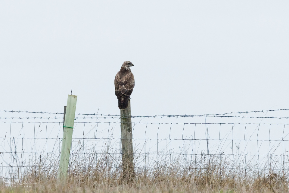 Raptorous | JDO | Blipfoto