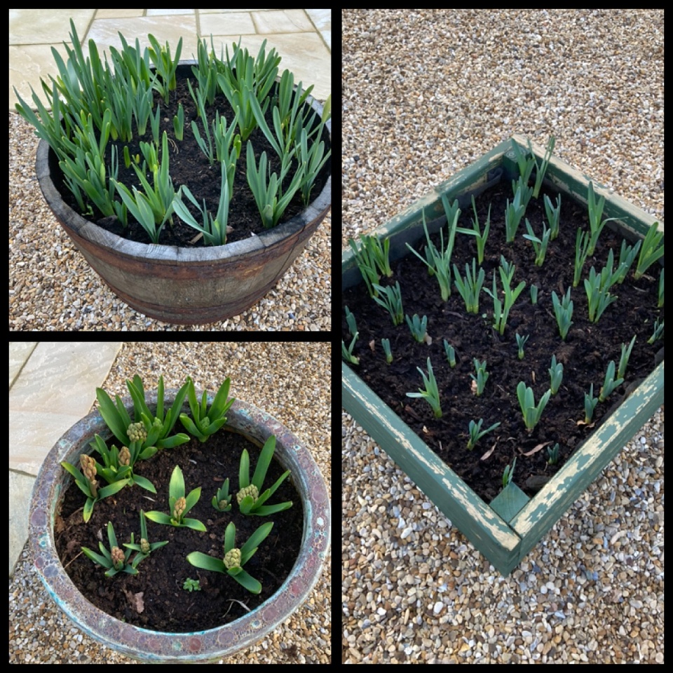 Home grown | Alison666 | Blipfoto