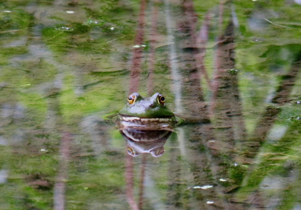 The Smiling Bullfrog | GirlWithACamera | Blipfoto