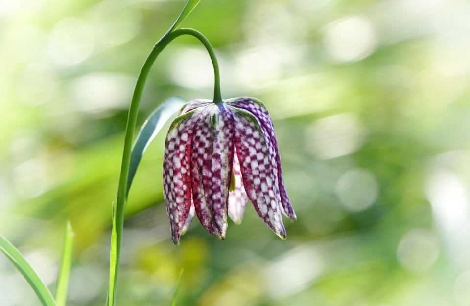 Keep meaning to blip a... | marpaul | Blipfoto