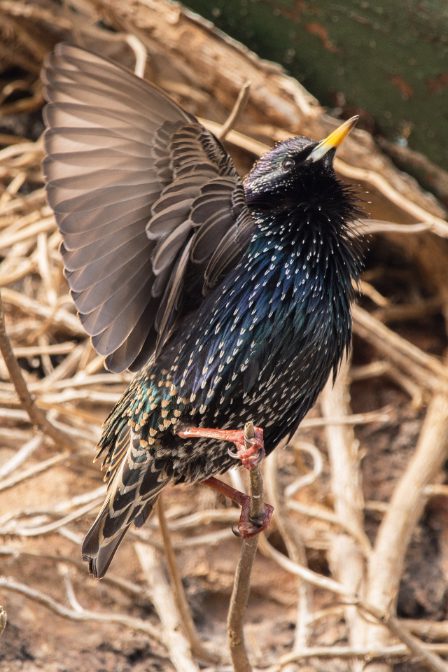 Hopeful | gladders | Blipfoto