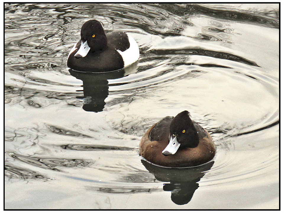 Mr and Mrs Tufty | gen2 | Blipfoto