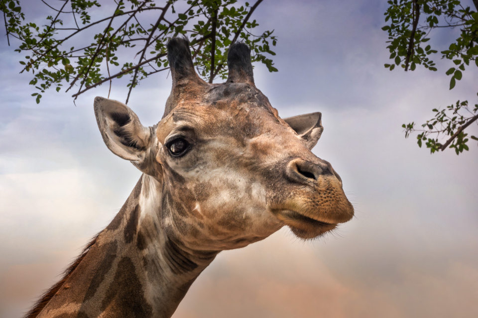 Giraffe & Friends | Freyjad | Blipfoto