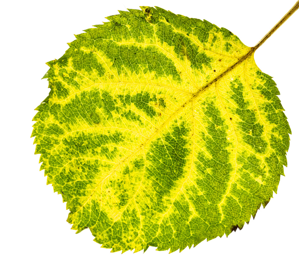 Fading | Hillyblips | Blipfoto