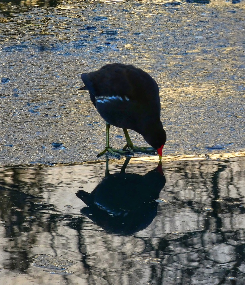 Reflecting..... | Cailleach | Blipfoto