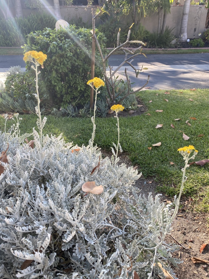 More Blooms | carolinav | Blipfoto