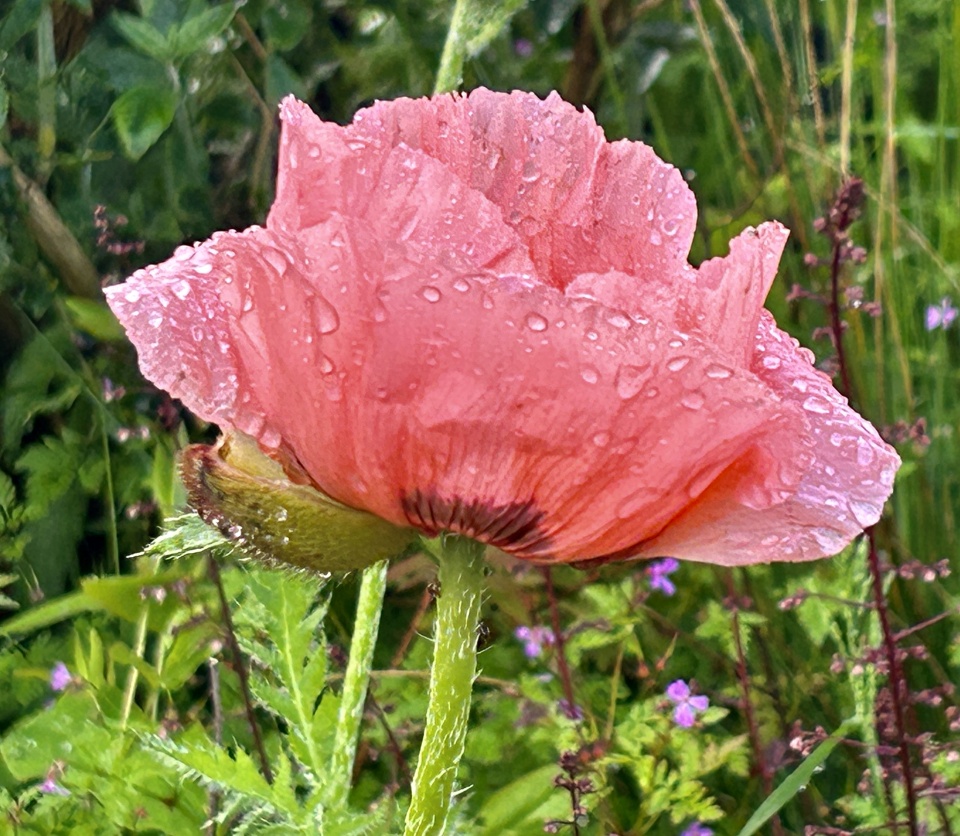 POPPY | Larchlea | Blipfoto