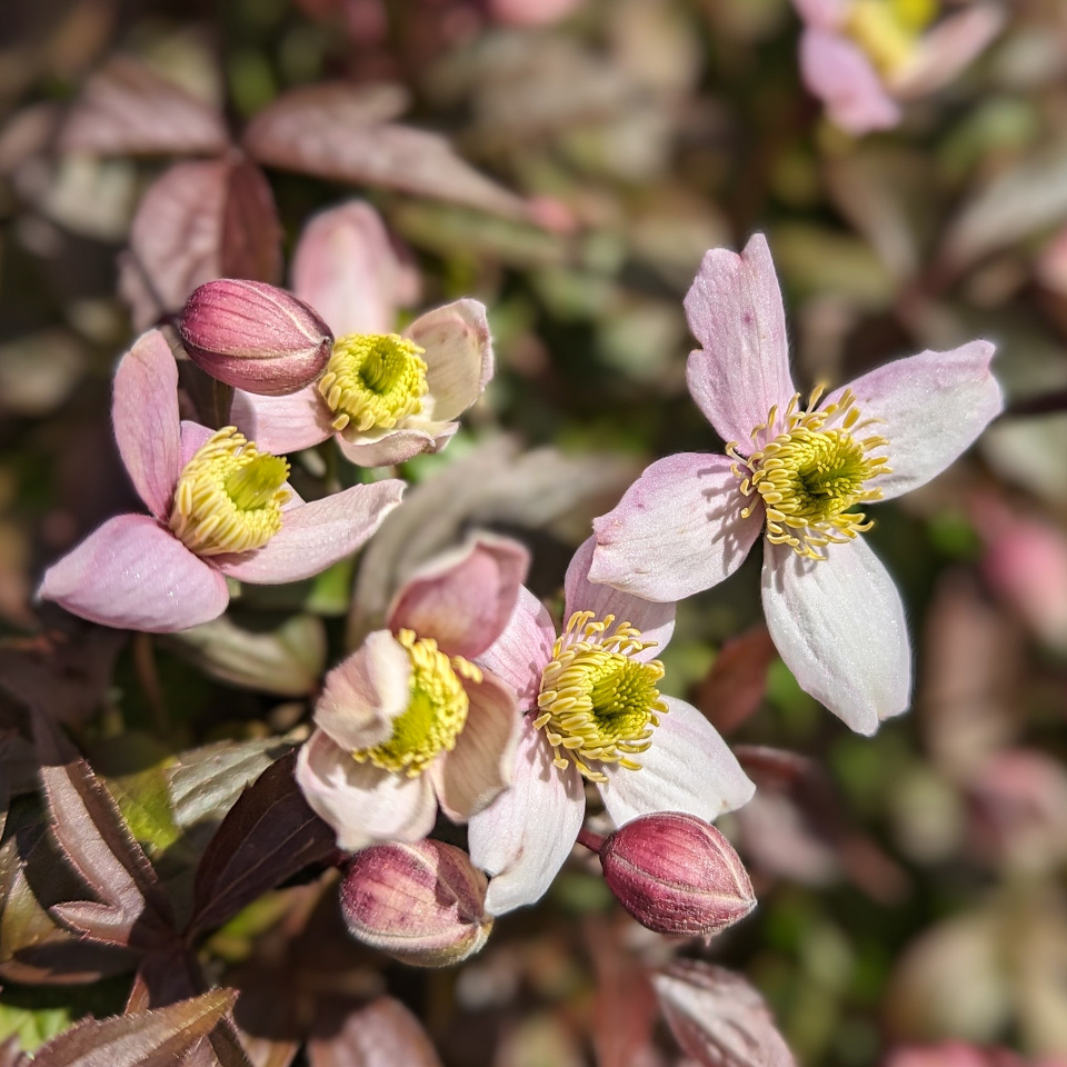 The Montana... | 60plus11 | Blipfoto