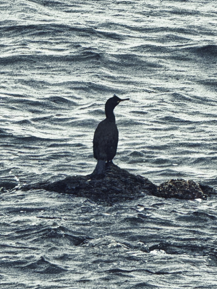 The common cormorant or shag..... | feorlean | Blipfoto