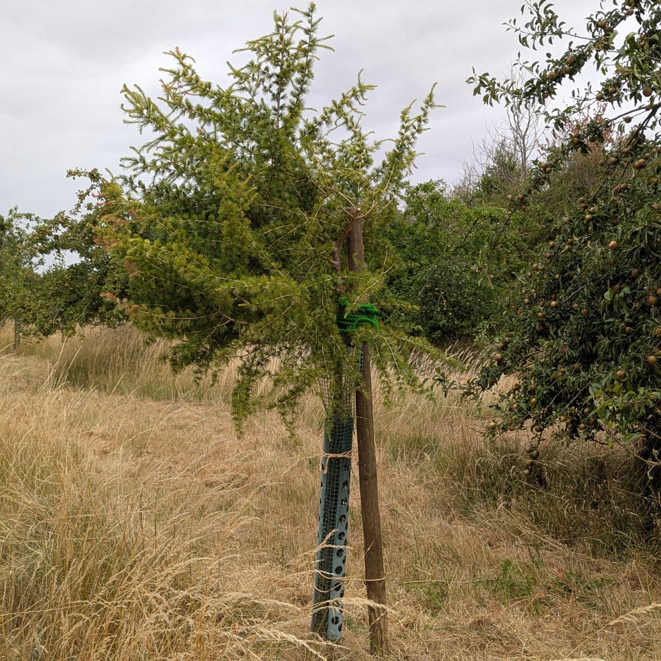 The Tree and The Gap | Melisseus | Blipfoto