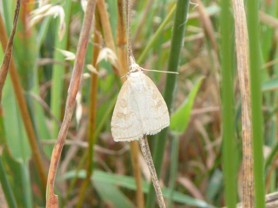 Common Quaker Moth | AliW | Blipfoto