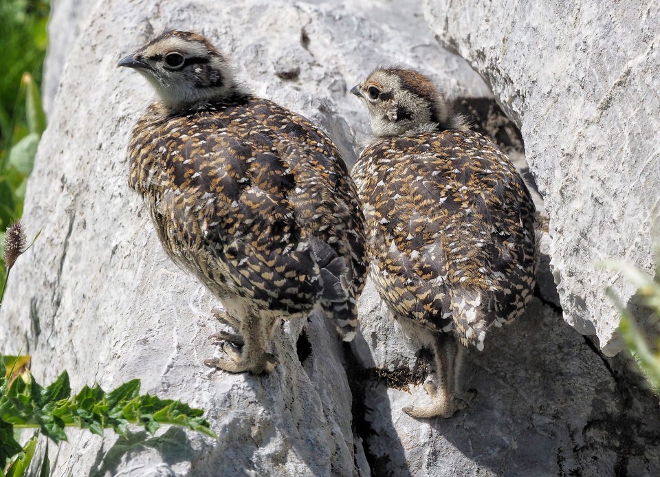 Hairy Feet of Ptarmigan Chicks | HilarysView | Blipfoto