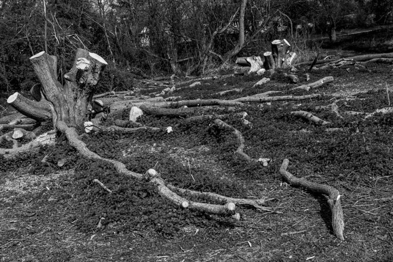 Limbs of the slain monster | mike_obrien | Blipfoto