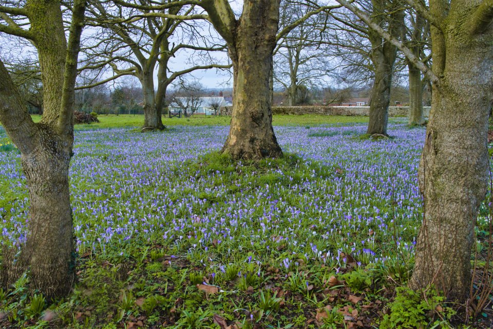 Crocus Field and Flooded Snowdrops | Incredibish | Blipfoto