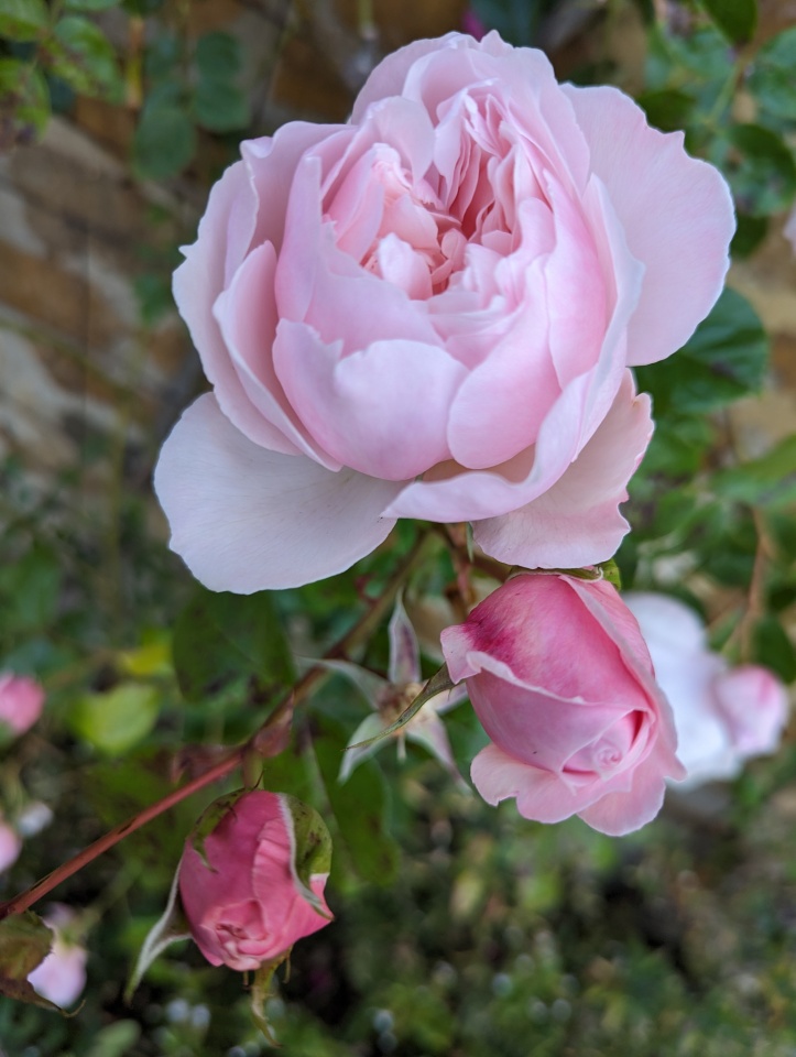 Among Thorns | Melisseus | Blipfoto