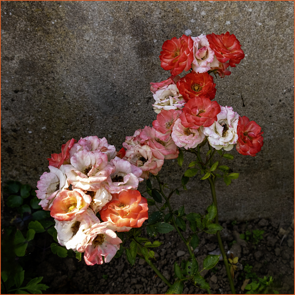 Rose | Terrifo | Blipfoto