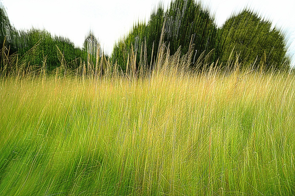 Long Grass | BobsBlips | Blipfoto