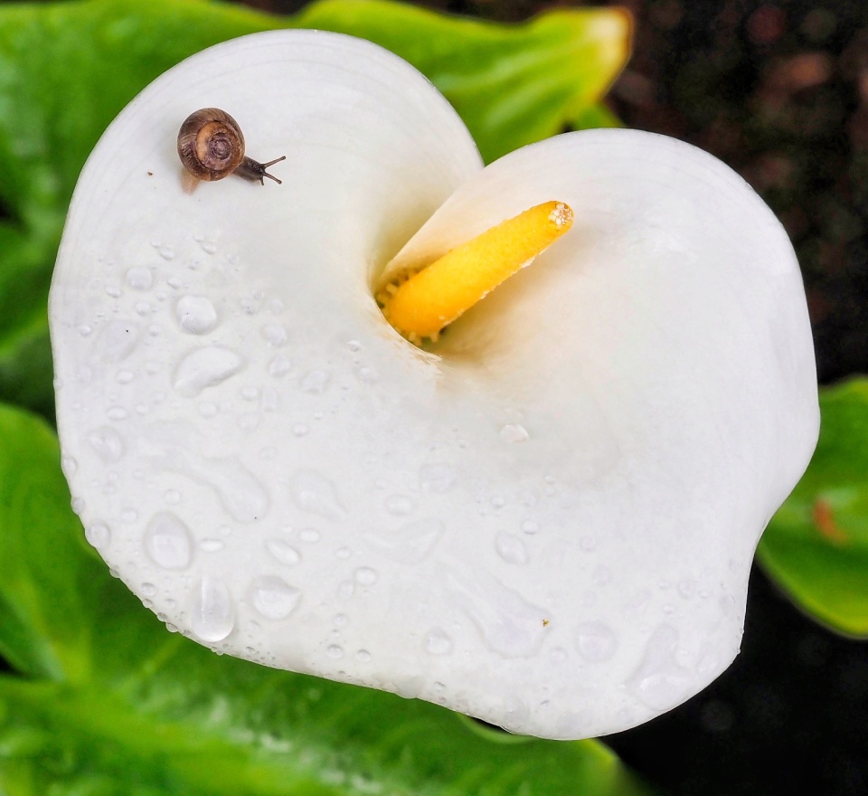 Rain, rain, rain, rain…. | Crispin25 | Blipfoto