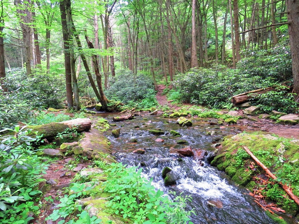 PA Woods and Waters: Shingletown | GirlWithACamera | Blipfoto