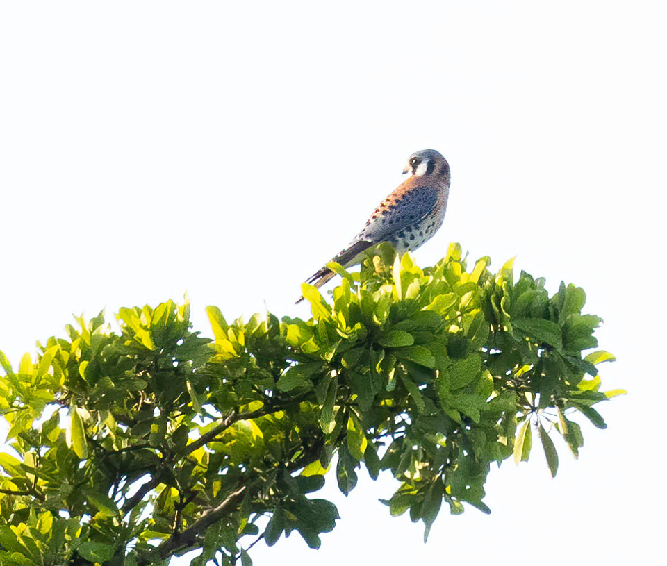 American Kestrel | Hillyblips | Blipfoto