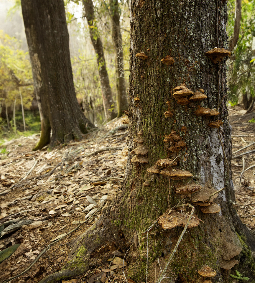 Growing | bugsman | Blipfoto