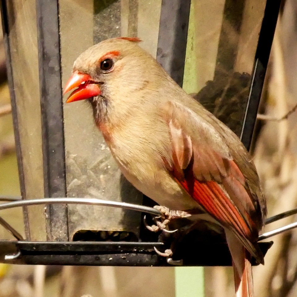 Mrs. Cardinal | Irish59 | Blipfoto