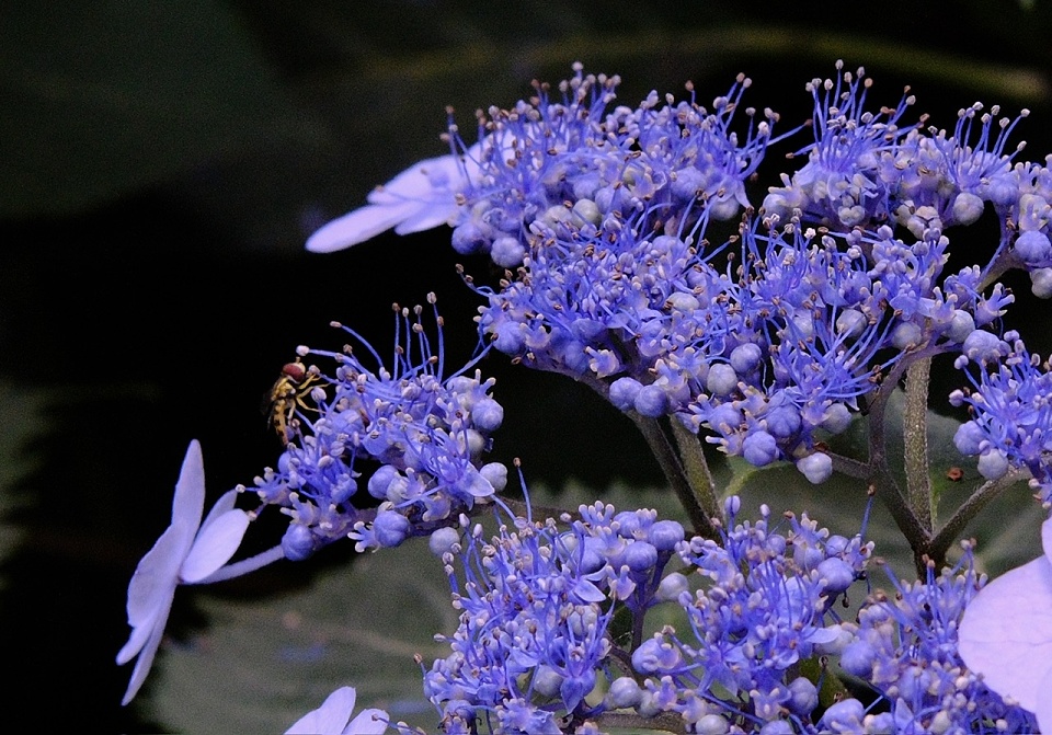 little pollinator | Energia | Blipfoto