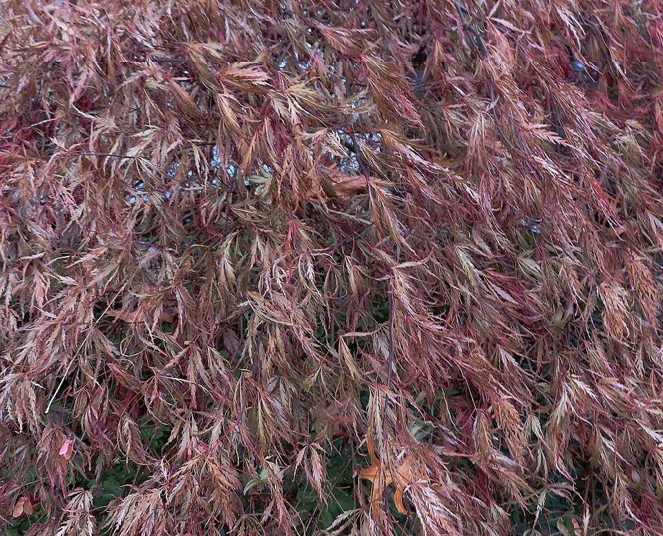 Shaggy Bush ... | VandeGraaff | Blipfoto