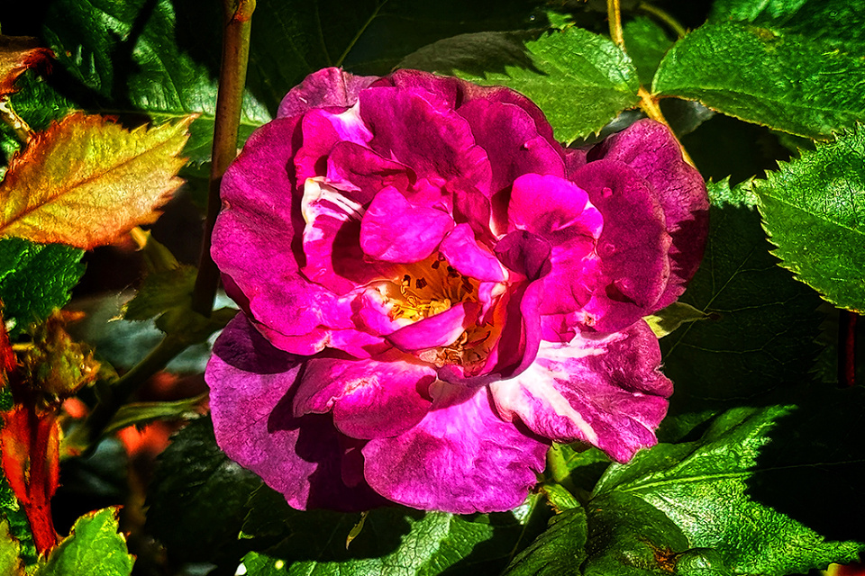 First Rose | captureasecond | Blipfoto