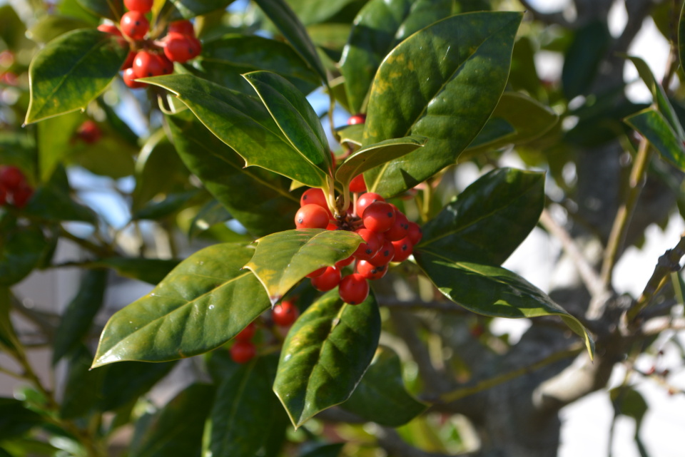 Red Berries | Doingok | Blipfoto