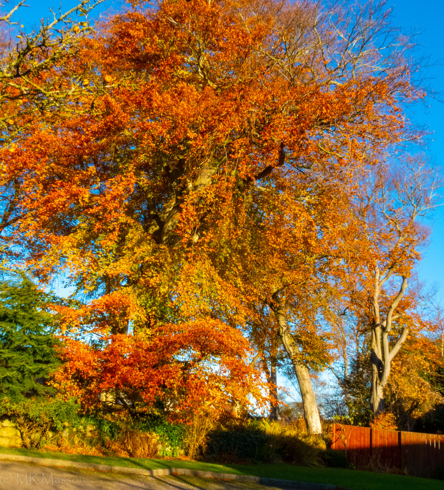 Autumn beech tree | DarkEyedMary | Blipfoto