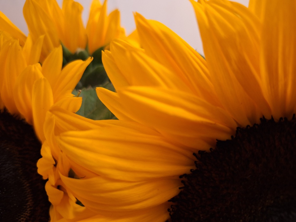 Sunflowers | nogbad | Blipfoto