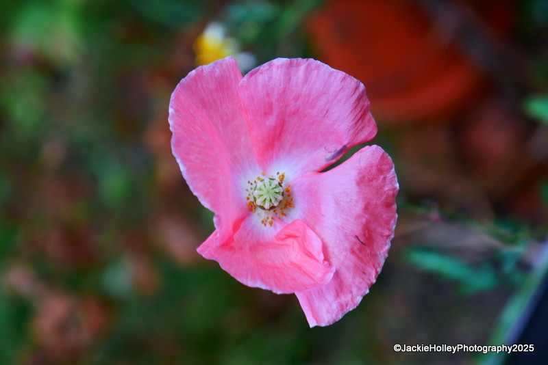 Pale Poppy | ThingsBeautiful | Blipfoto