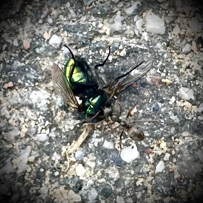 How can a little ant be so strong? | MissRAble | Blipfoto