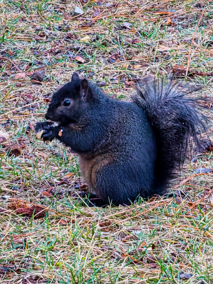 Squirrel Blip Friday - Bad Squirrel edition | KevinV | Blipfoto