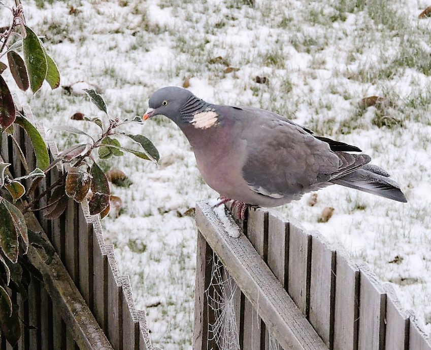 Pigeon In The Snow | craftylady | Blipfoto