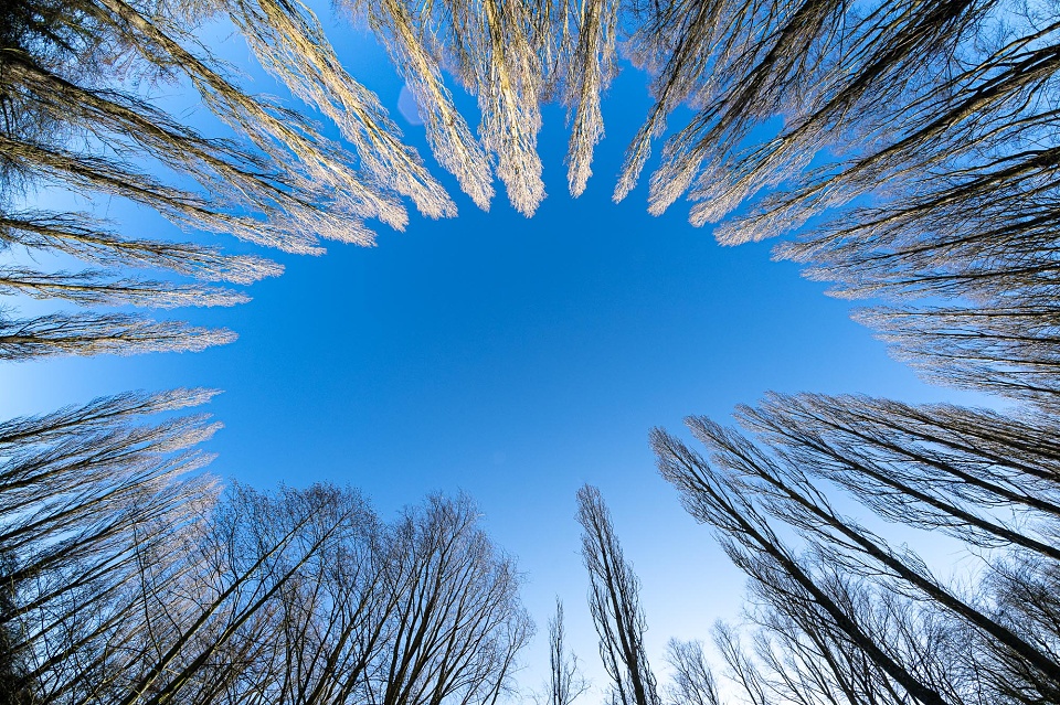 Blue Sky And Fisheye Trees | AH14 | Blipfoto