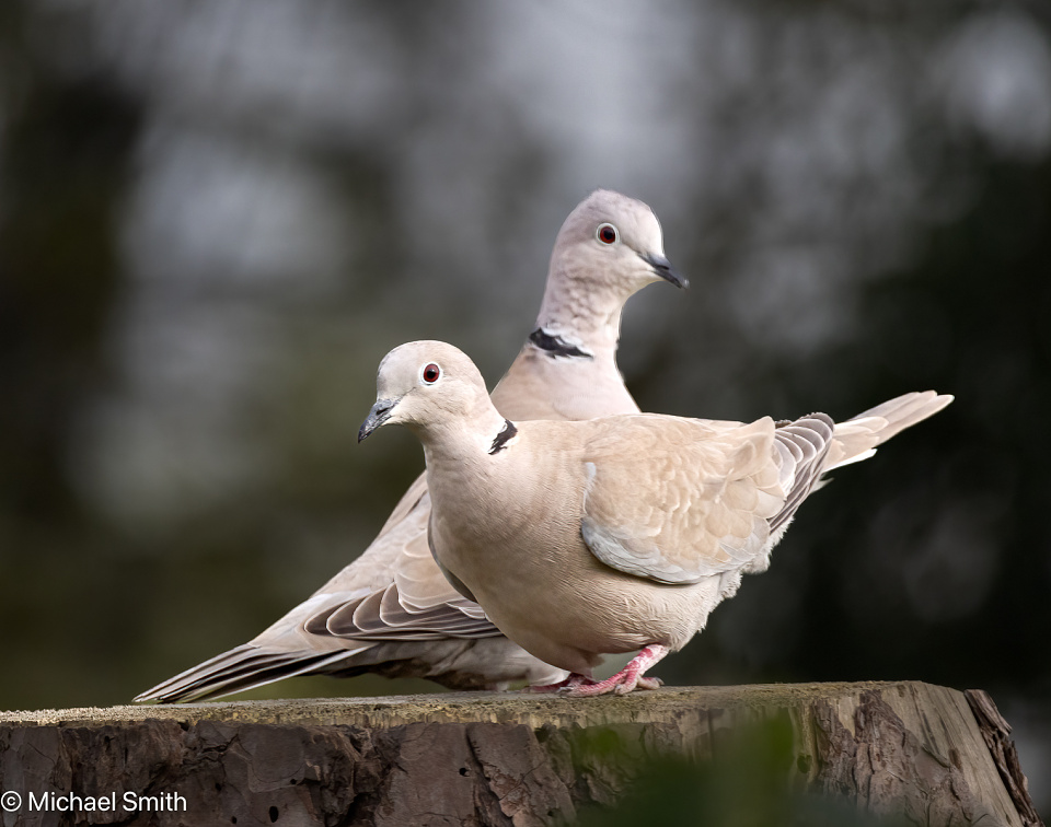 Collared Doves | debsdad | Blipfoto
