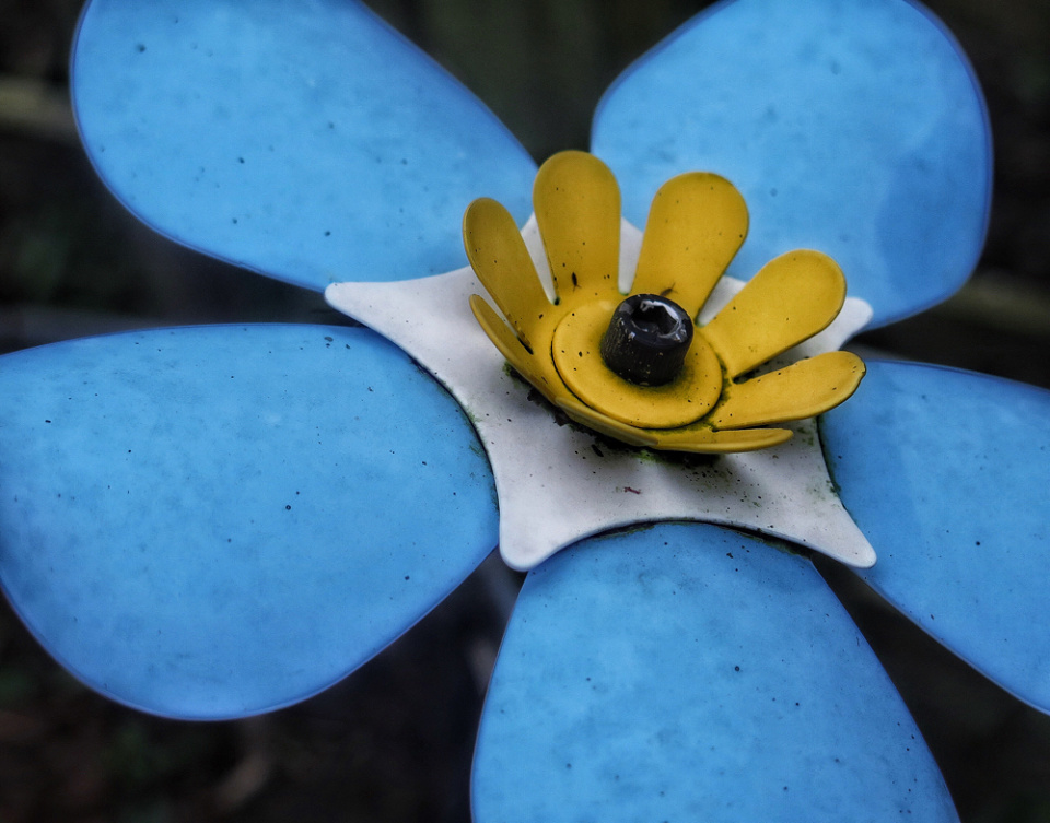 giant forget-me-not | inkface | Blipfoto
