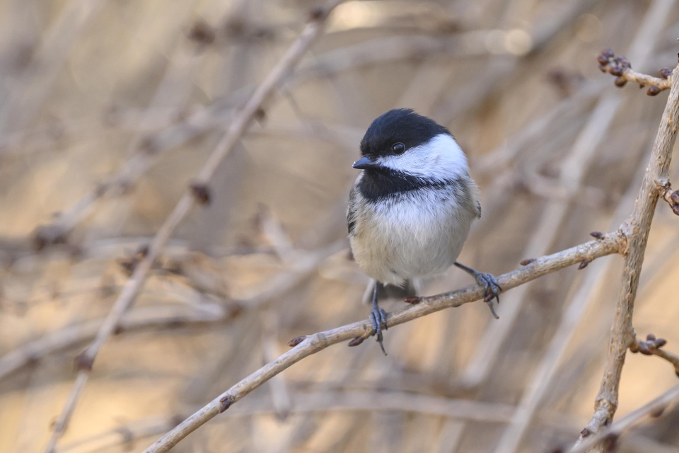 Just Another 'Dee | dbifulco | Blipfoto