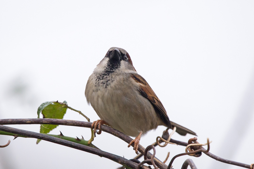 Beard | gladders | Blipfoto