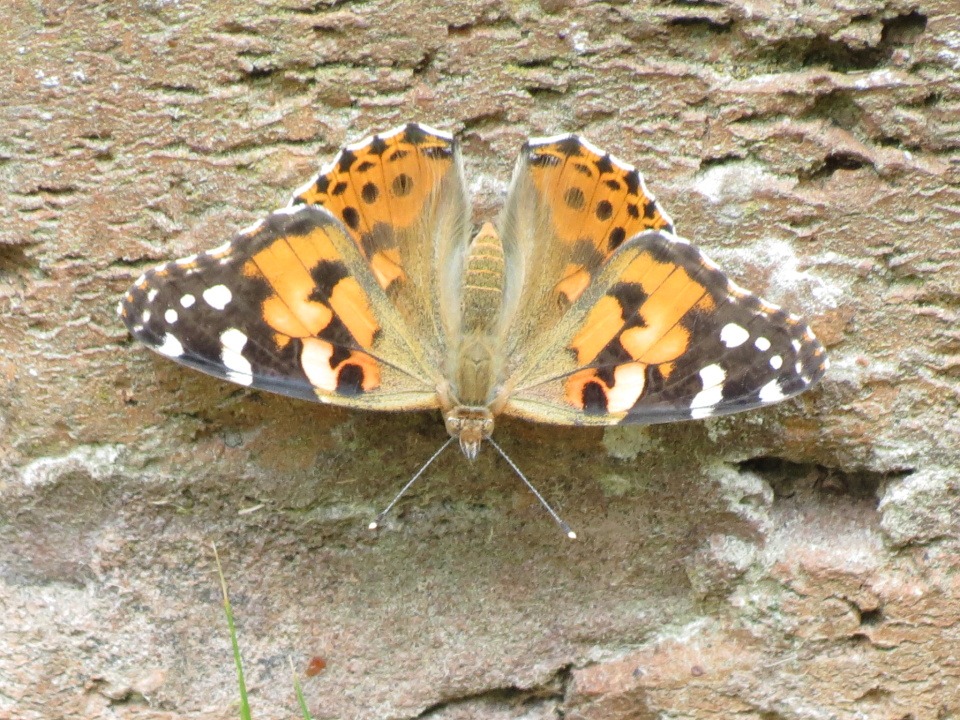 Painted Lady. | Midlander | Blipfoto