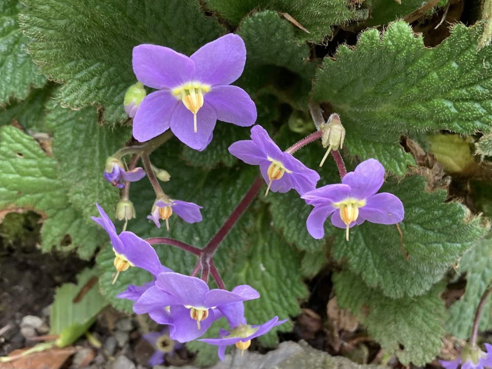 Pyrenean violet Ramonda... | Knottman2 | Blipfoto