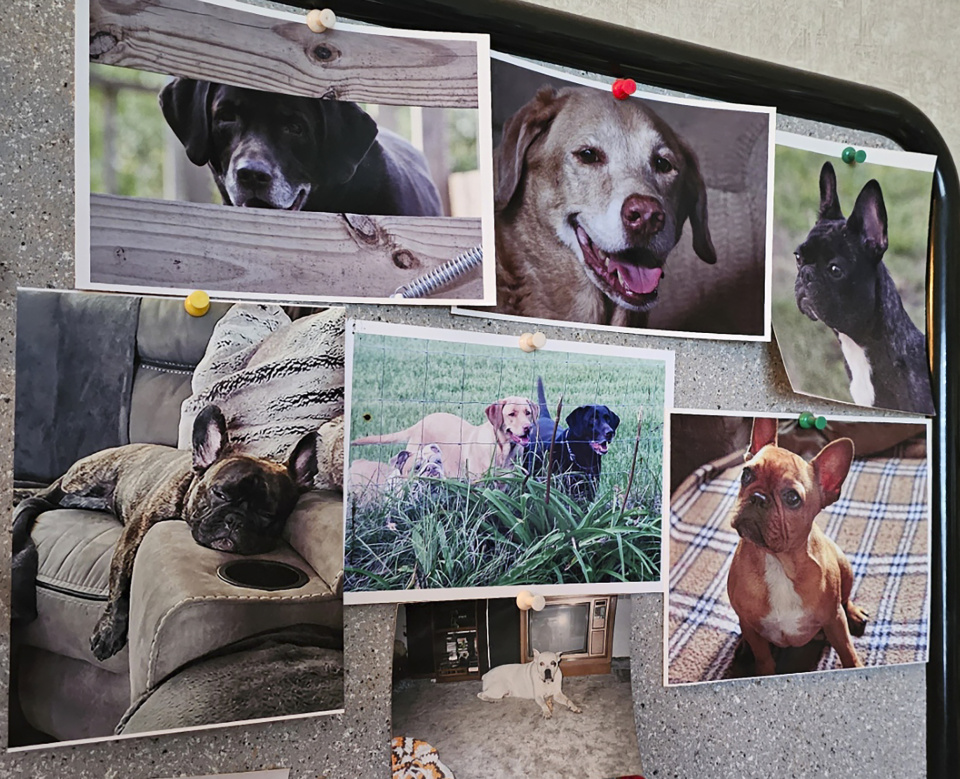 All Our Pups | bugsman | Blipfoto