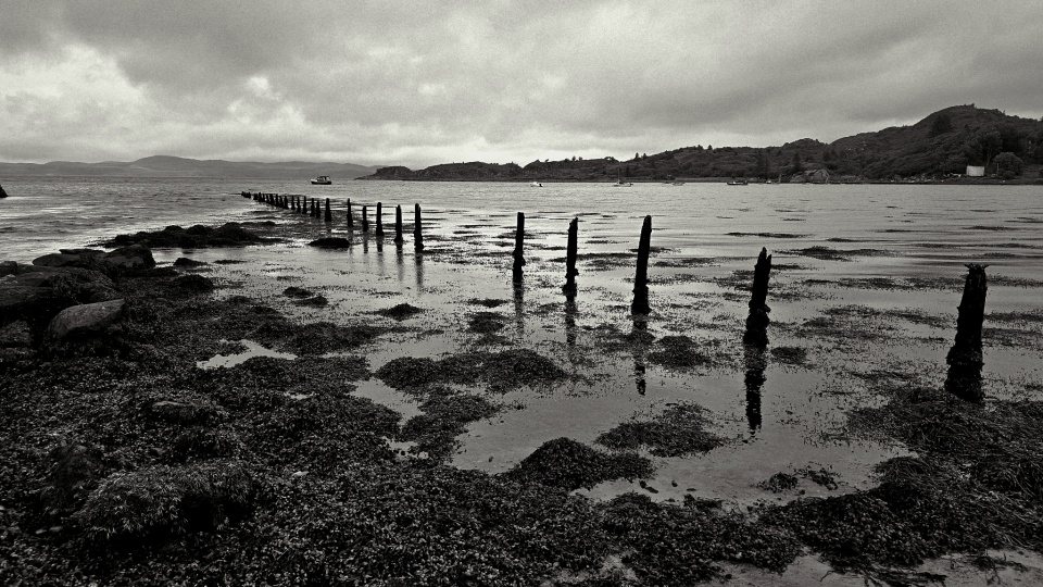 Dog plod | snapper | Blipfoto