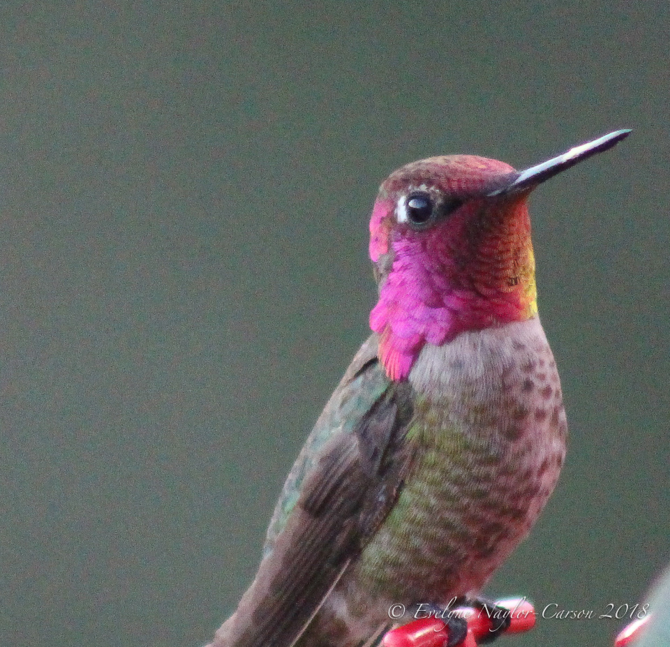 Red throat humming bird | EvelyneNC | Blipfoto