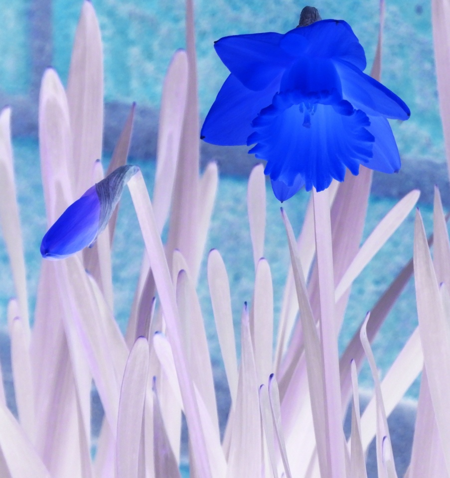 Inverted | Tigger101 | Blipfoto