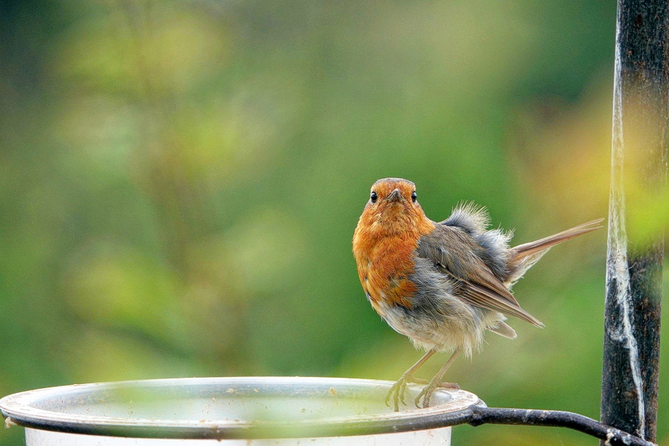 Bath Time | BobsBlips | Blipfoto